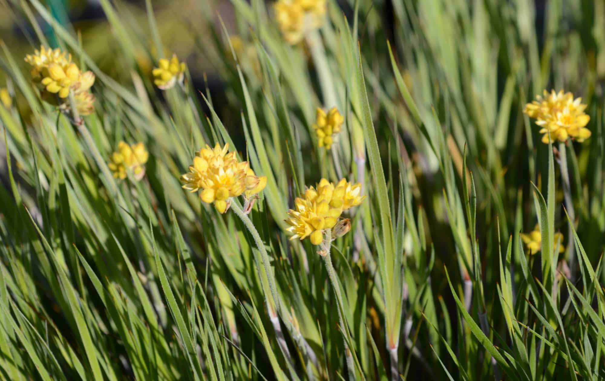 Coastal Planting - Zanthorrea Nursery Perth