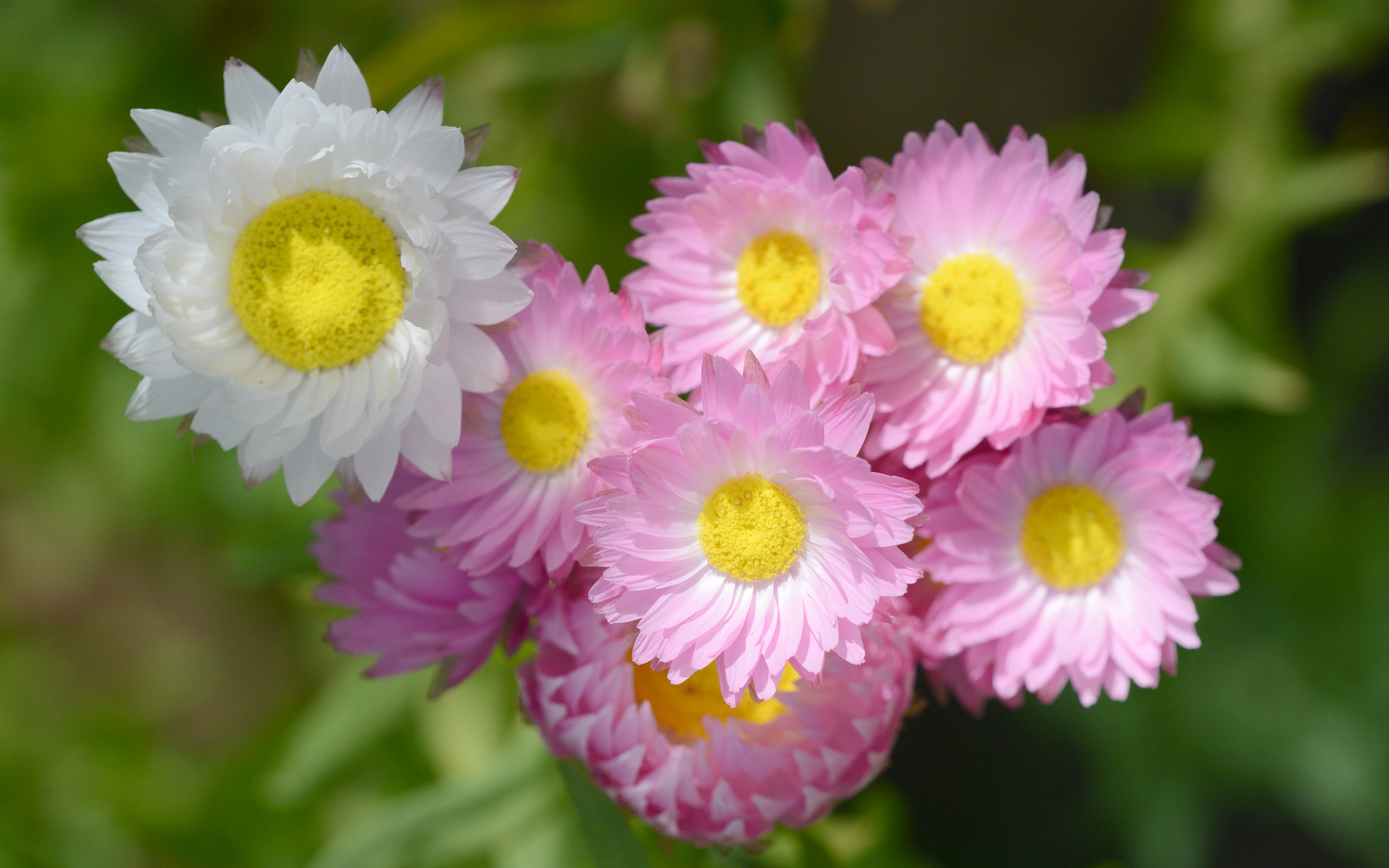 Everlastings - Zanthorrea Nursery Perth