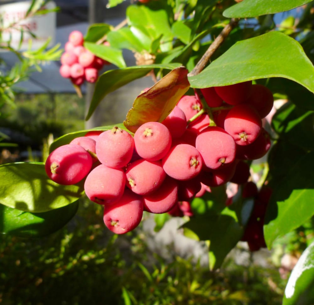 Zanthorrea Nursery Perth | Garden Centre Perth | Native Plants Perth WA