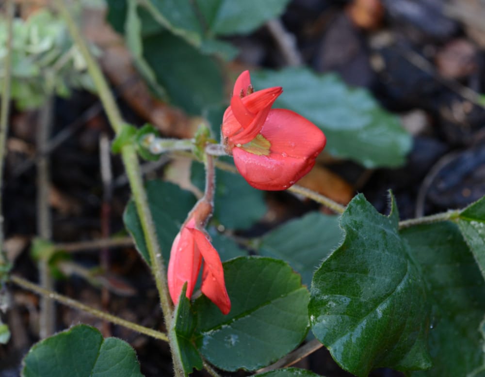 Zanthorrea Nursey – Our Plants