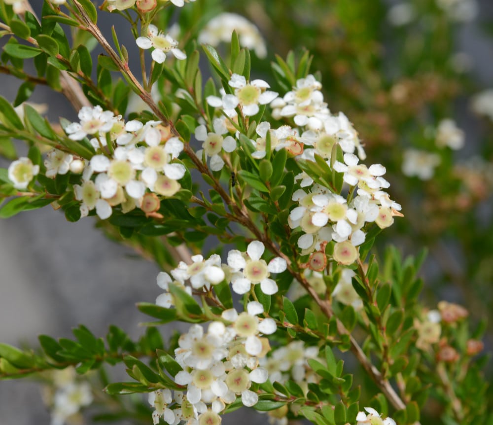 Zanthorrea Nursey – Our Plants