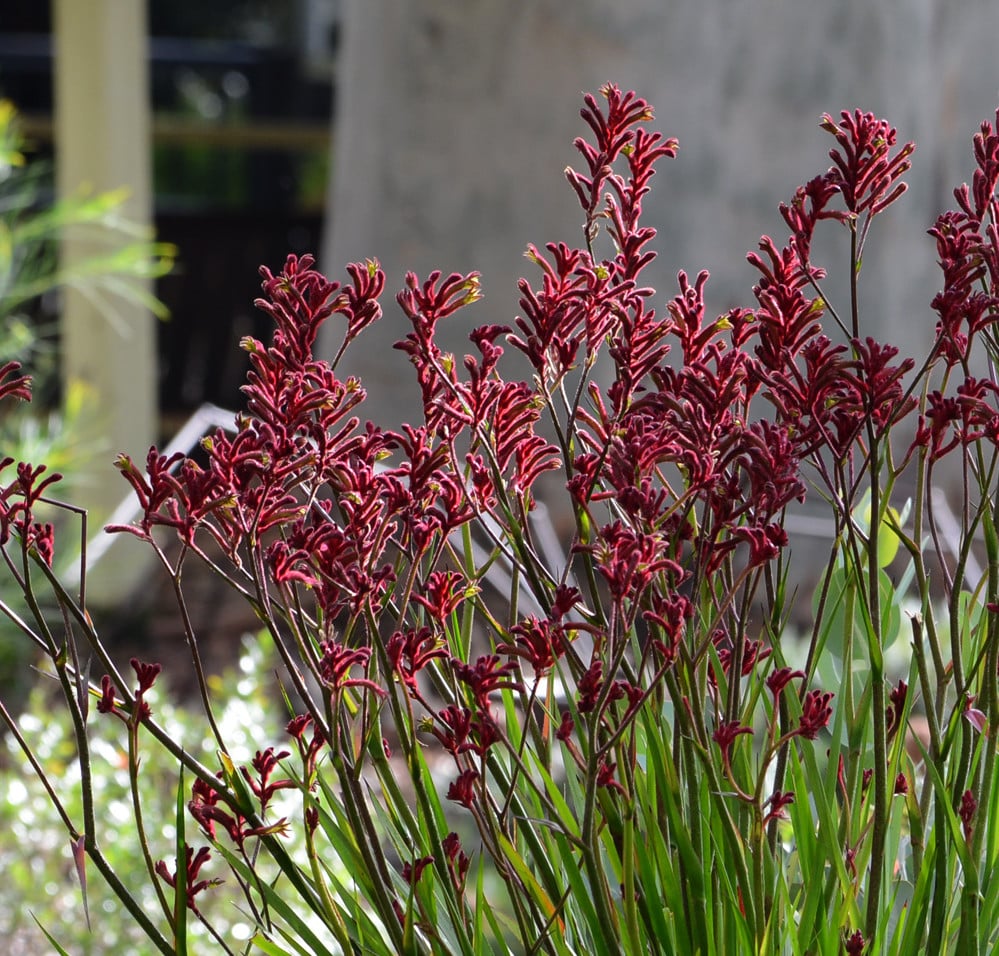 Zanthorrea Nursey – Our Plants