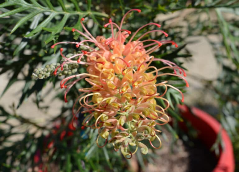 Zanthorrea Nursey – Our Plants