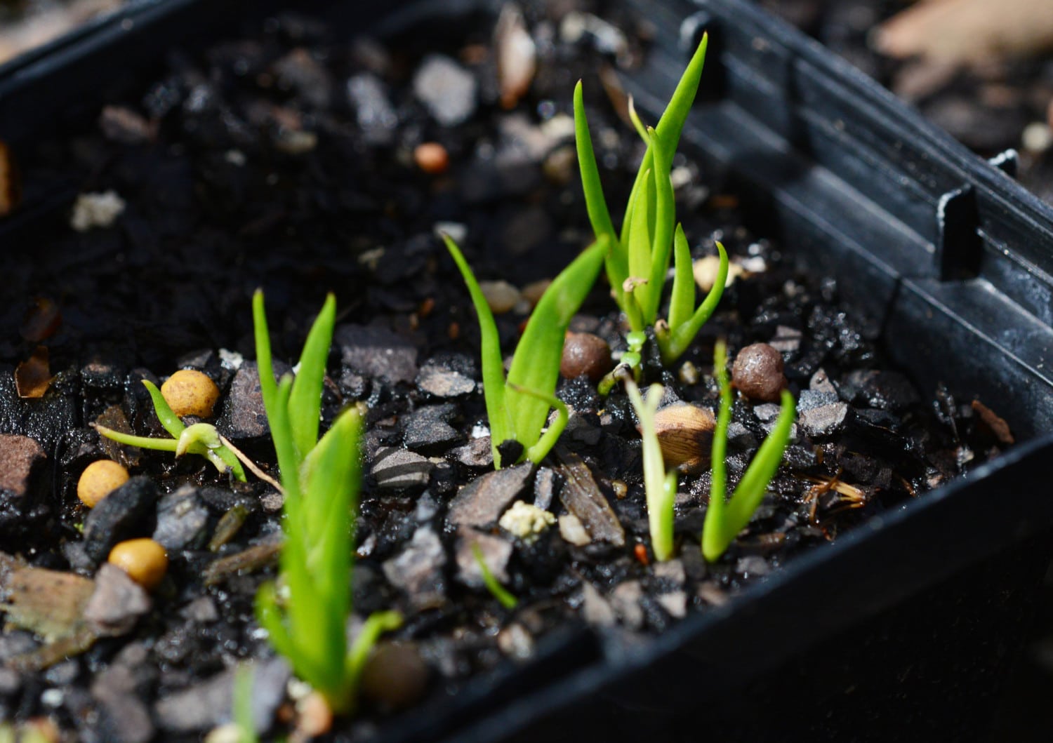 Zanthorrea Nursery Perth | Garden Centre Perth | Native Plants Perth WA