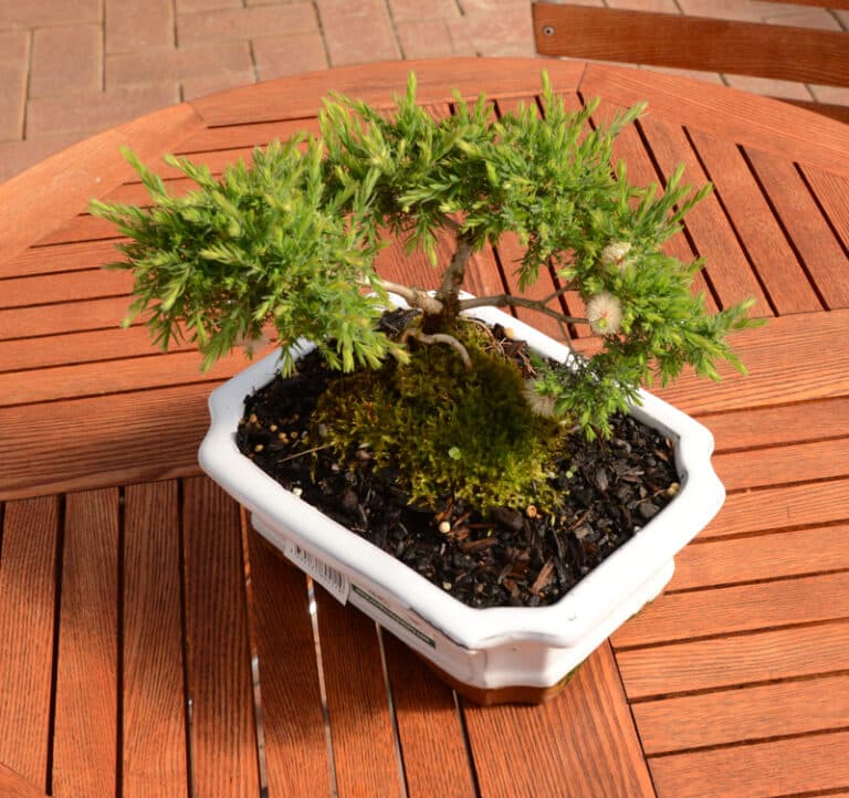 Zanthorrea Nursery Perth | Garden Centre Perth | Native Plants Perth WA